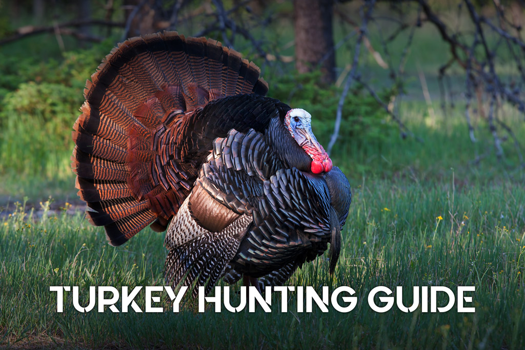 Turkey Hunting Guide - The Basics for New Hunters